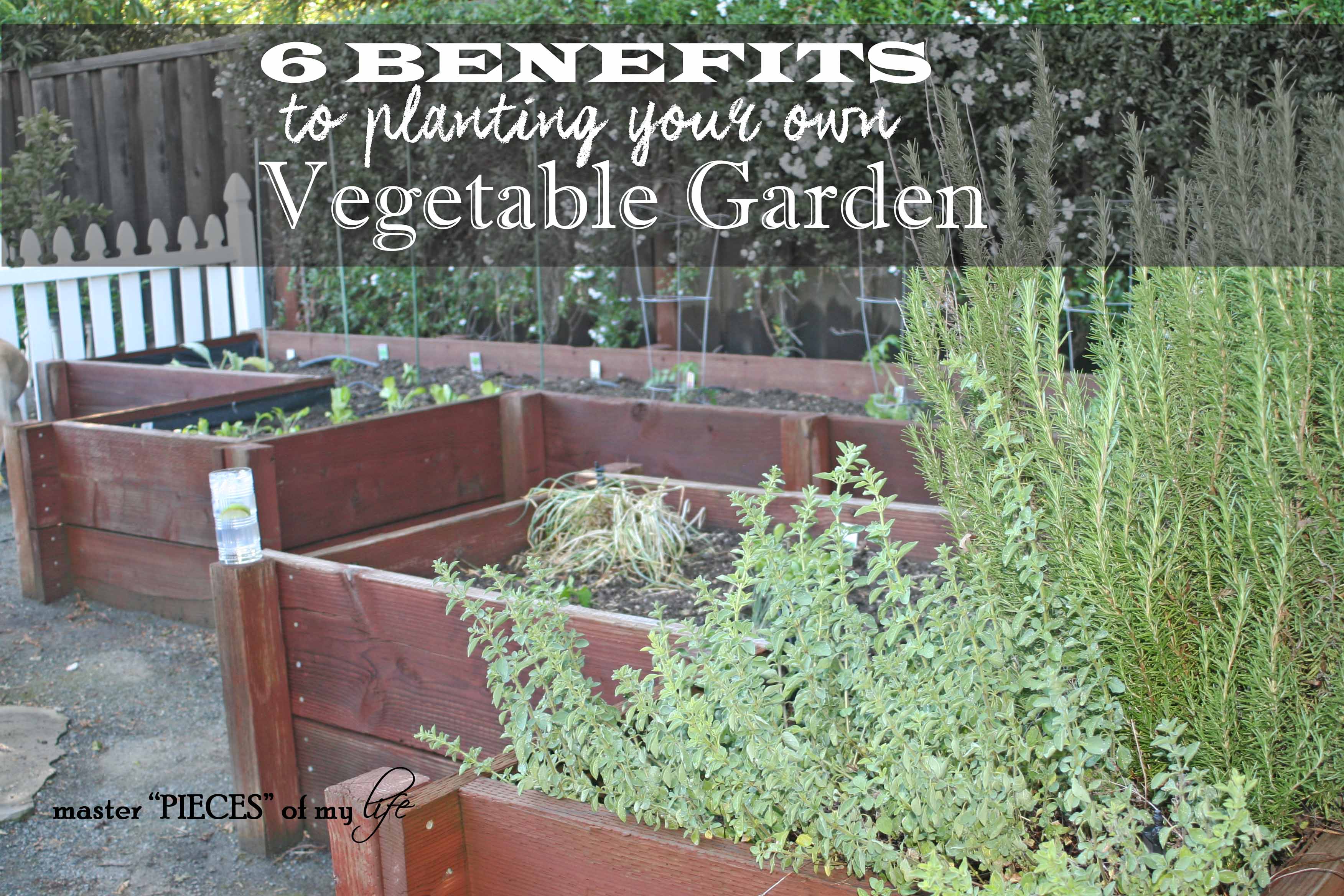 6 Benefits to Planting your own Vegetable Garden - Master"Pieces" of my ...