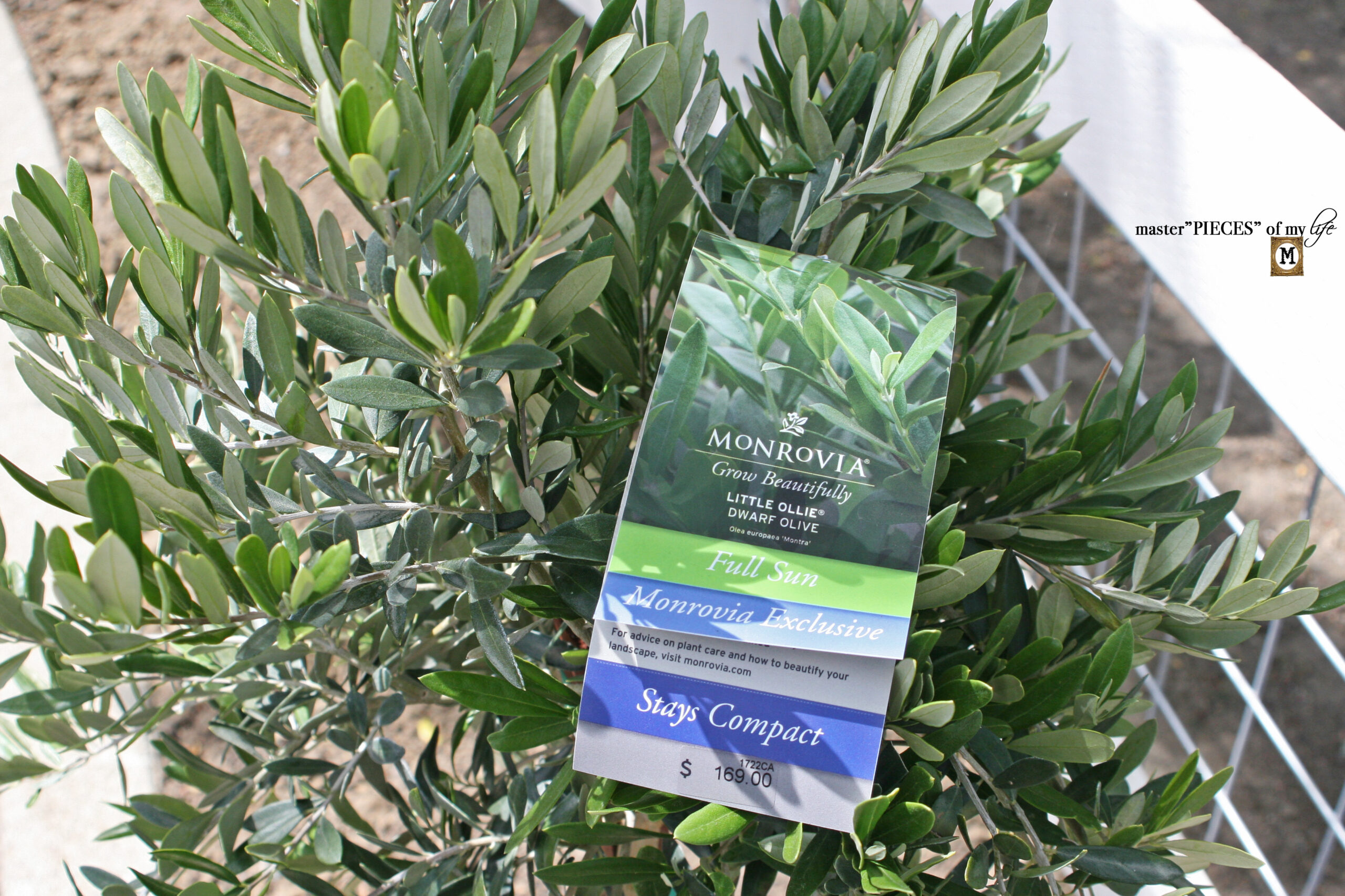 How to Prune an Olive Tree Topiary - Master"Pieces" of my Life