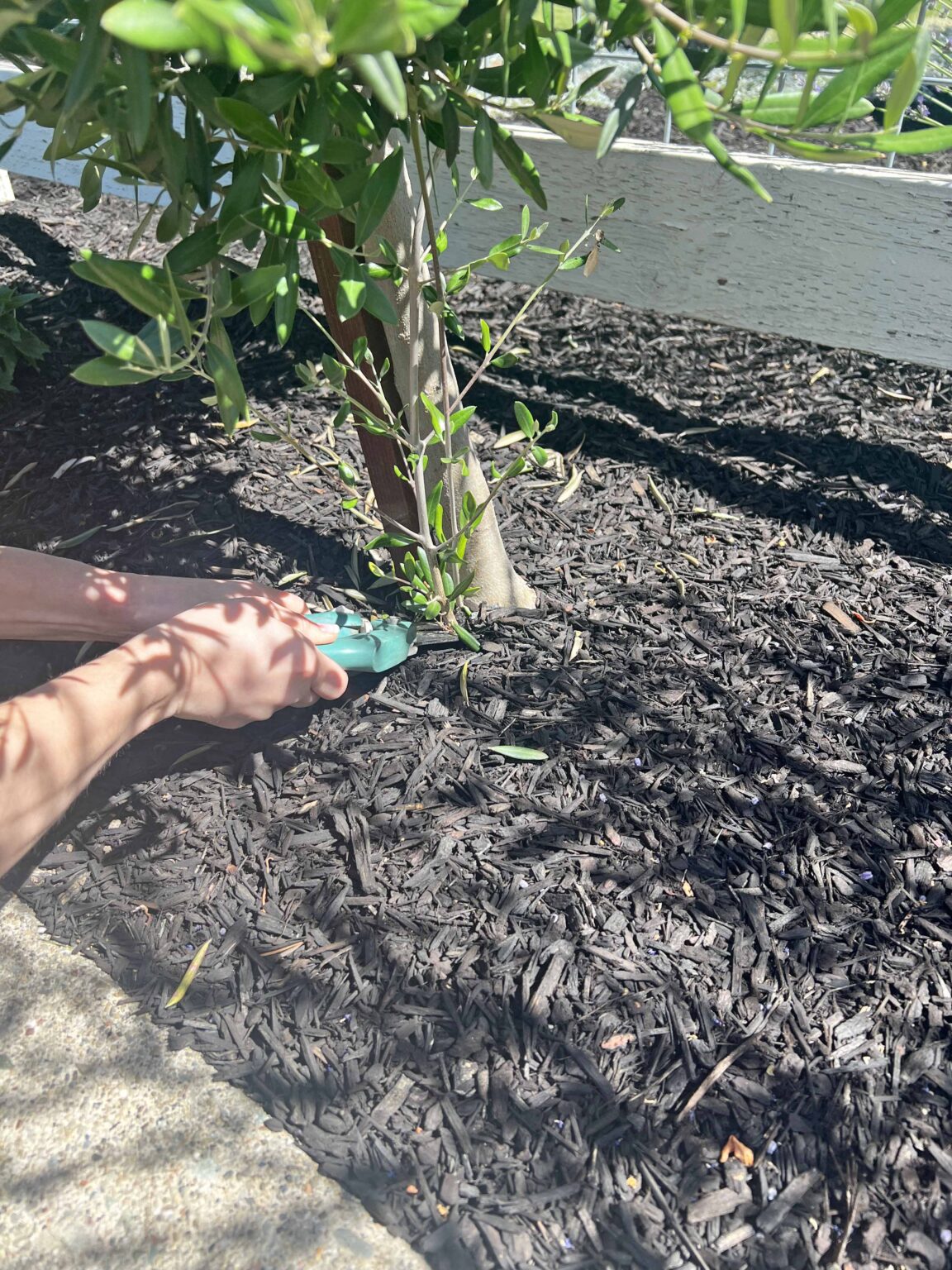 How to Prune an Olive Tree Topiary - Master"Pieces" of my Life